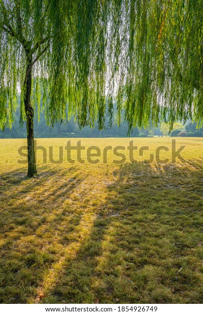 Weeping Willows Grass Park Stock Photo 1854926749 | Shutterstock