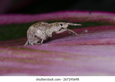 Weevil Stock Photo 267195698 | Shutterstock