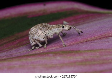 Weevil Stock Photo 267195734 | Shutterstock