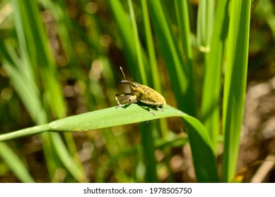 3,911 Beetle Side View Images, Stock Photos & Vectors | Shutterstock
