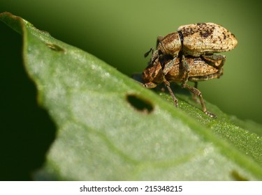 4 imágenes de Hypera rumicis - Imágenes, fotos y vectores de stock ...