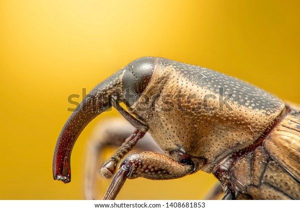 Weevil Insect High Resolution Magnification Extreme Stock Photo ...