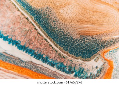 Weevil Rye Biological Prepared Microscope Slides Stock Photo 617657276 ...