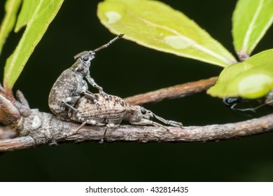 Weevils Mating Stock Photo 432814435 | Shutterstock