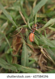 Weird Insect Stock Photo 637584196 | Shutterstock