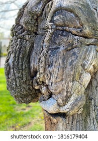 Weird Tree Face Stock Photo 1816179404 | Shutterstock