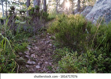 325 A well trodden path Images, Stock Photos & Vectors | Shutterstock