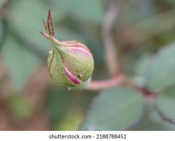 15,507 Indonesia rose Images, Stock Photos & Vectors | Shutterstock