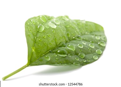 28,056 Water Dripping Leaf Images, Stock Photos & Vectors | Shutterstock