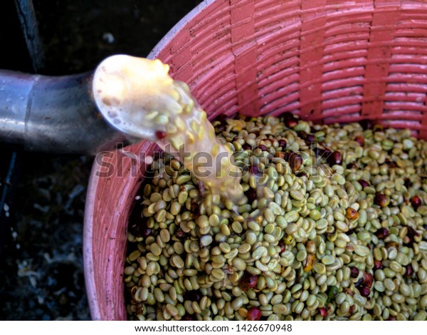 Wet Process Coffee Pulping Machine Stock Photo 1426670948 | Shutterstock