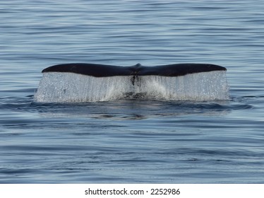 20 Goodbye Whale Images, Stock Photos & Vectors | Shutterstock
