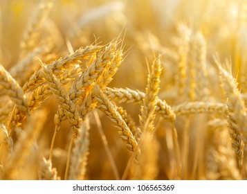 Wheat Field Stock Photo 127237850 | Shutterstock