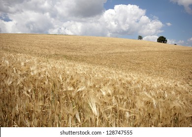 5,361 Malt field Images, Stock Photos & Vectors | Shutterstock