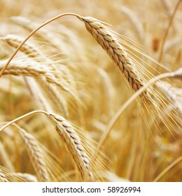 27,455 Golden wheat pattern Images, Stock Photos & Vectors | Shutterstock