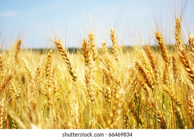 Mature Wheat Field Stock Photo 1791415646 | Shutterstock