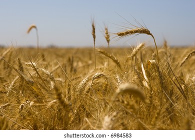 Portrait Wheat Field Stock Photo 1463114096 | Shutterstock
