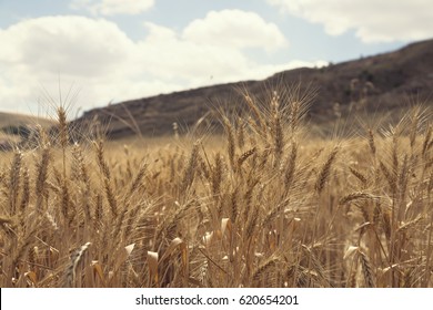 Wheat Beards Close Image Wheat Field Stock Photo 620654201 | Shutterstock