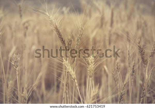 Wheat Beards Close Image Wheat Field Stock Photo 621753419 | Shutterstock