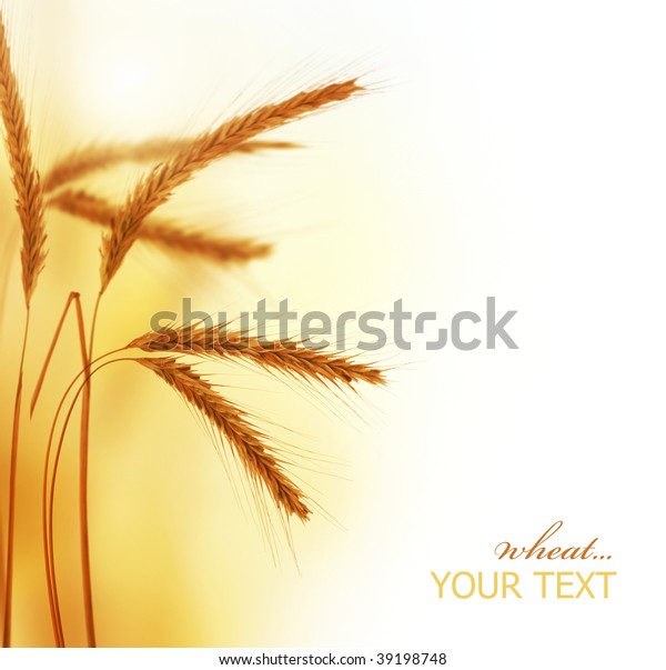 Wheat Border Stock Photo (Edit Now) 39198748