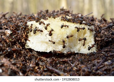 261 Ant eating bread Images, Stock Photos & Vectors | Shutterstock