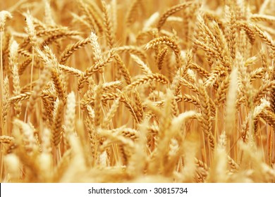 282,765 Wheat up close Images, Stock Photos & Vectors | Shutterstock