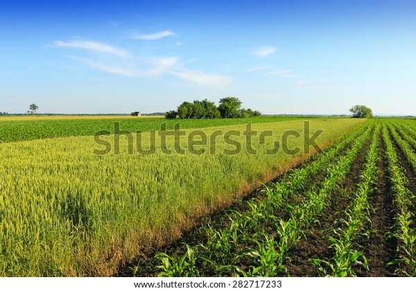 Wheat Corn Field Stock Photo (Edit Now) 282717233