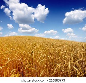 Wheat Field Stock Photo 31544647 | Shutterstock