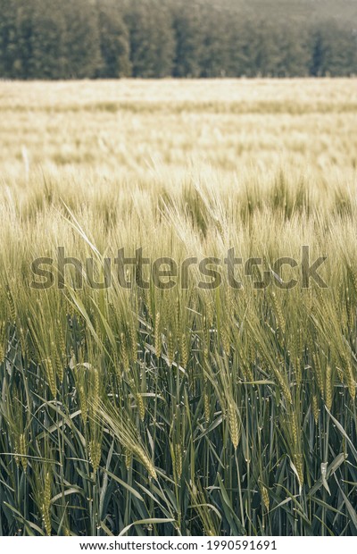 Wheat Field Cross Section Before Harvest Stock Photo 1990591691 ...