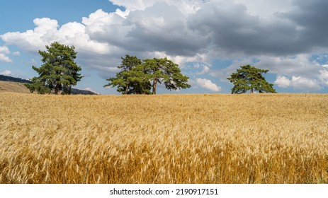 Wheat Field Pine Trees Background Blue Stock Photo 2190917151 ...