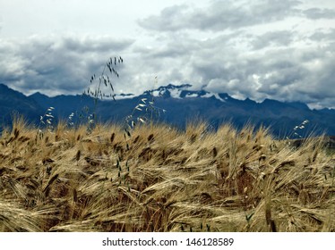 Wheat Fields Peru Stock Photo 146128589 | Shutterstock
