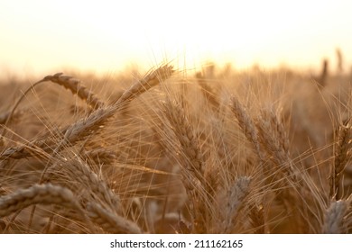 3,338 Wheatfields Images, Stock Photos & Vectors | Shutterstock