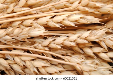 Wheatgrass Background Stock Photo 60021361 | Shutterstock