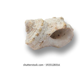Whelk Sea Shell Side View Isolated Stock Photo 1925128316 | Shutterstock