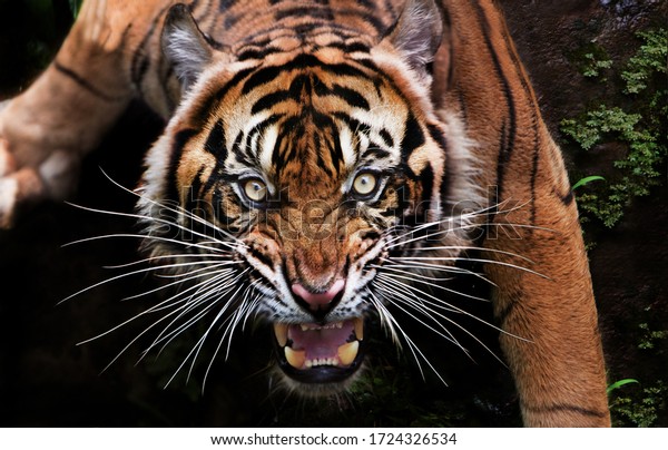 When Mood Beautiful Sumatran Tiger Bad Stock Photo (Edit Now) 1724326534 When Mood Beautiful Sumatran Tiger Bad Stock Photo (Edit Now) 1724326534
