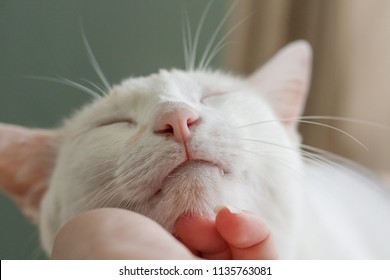 While Human Scratching Cat Chin Cat Stock Photo 1135763081 | Shutterstock