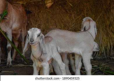 Brahman Cattle Eswatini Swaziland Stock Photo (Edit Now) 1216183480