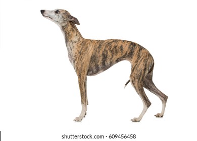 7,626 Dog whippet Images, Stock Photos & Vectors | Shutterstock