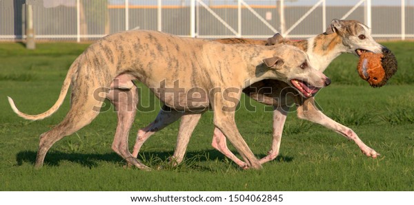Whippets Having Fun Park Stock Photo (Edit Now) 1504062845