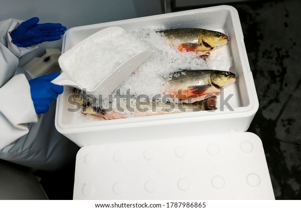 White Boxes Fish Placed Ice Ready Stockfoto (redigera nu) 1787986865