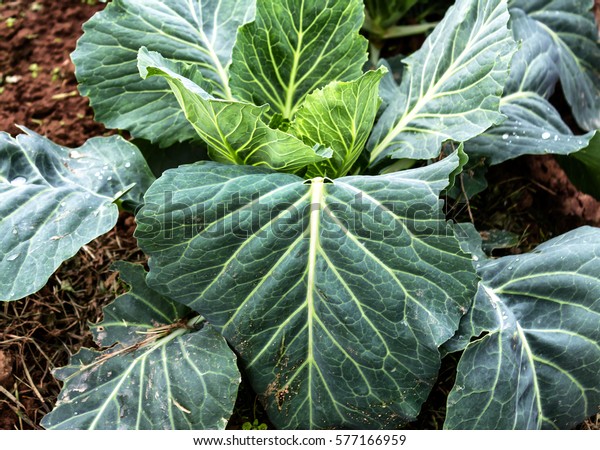 White Cabbage Field Stock Photo 577166959 | Shutterstock