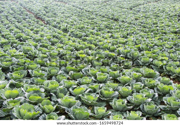 White Cabbage Head Field Stock Photo 1659498724 | Shutterstock