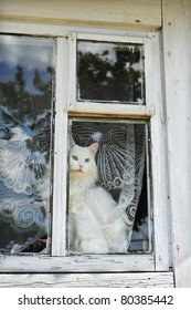 1,273 Cat window blinds Images, Stock Photos & Vectors | Shutterstock