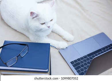 Cat notebook Images, Stock Photos & Vectors | Shutterstock