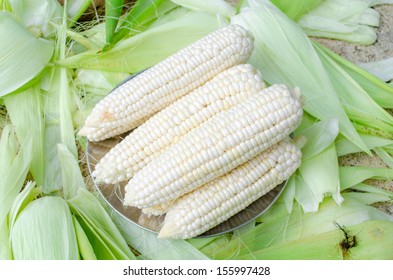 White Corn Stock Photo 155997428 | Shutterstock