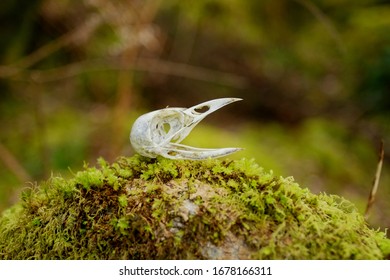 144 Mossy Skull Images, Stock Photos & Vectors | Shutterstock