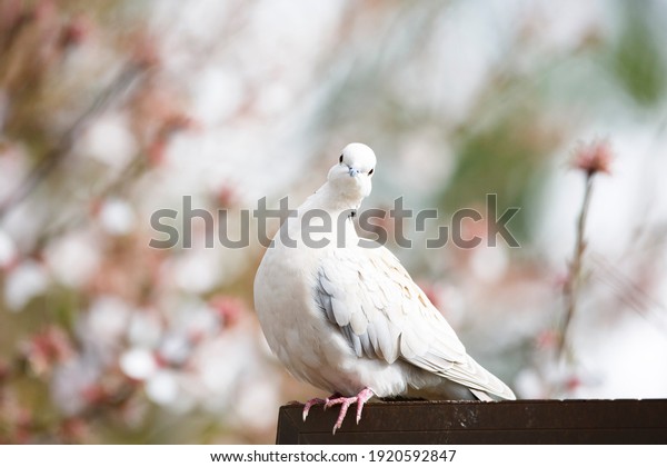 14 imágenes de Sa dove - Imágenes, fotos y vectores de stock | Shutterstock