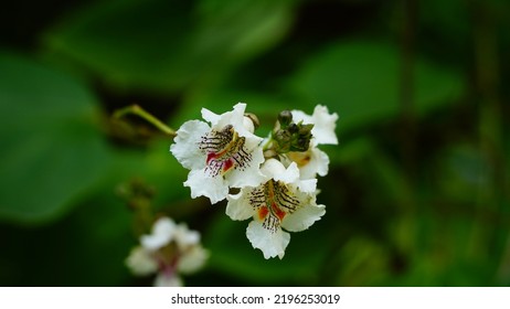 140,064 Complex flower Images, Stock Photos & Vectors | Shutterstock
