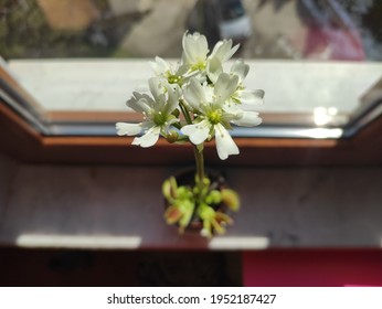 16,152 Trap flower Images, Stock Photos & Vectors | Shutterstock