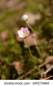 White Hepatica Stock Photo 690174484 | Shutterstock