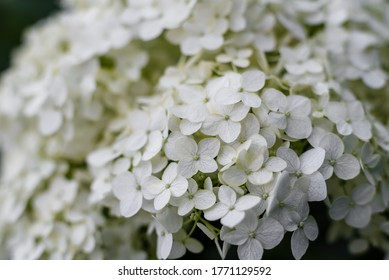 55 Hydrangea scale Images, Stock Photos & Vectors | Shutterstock